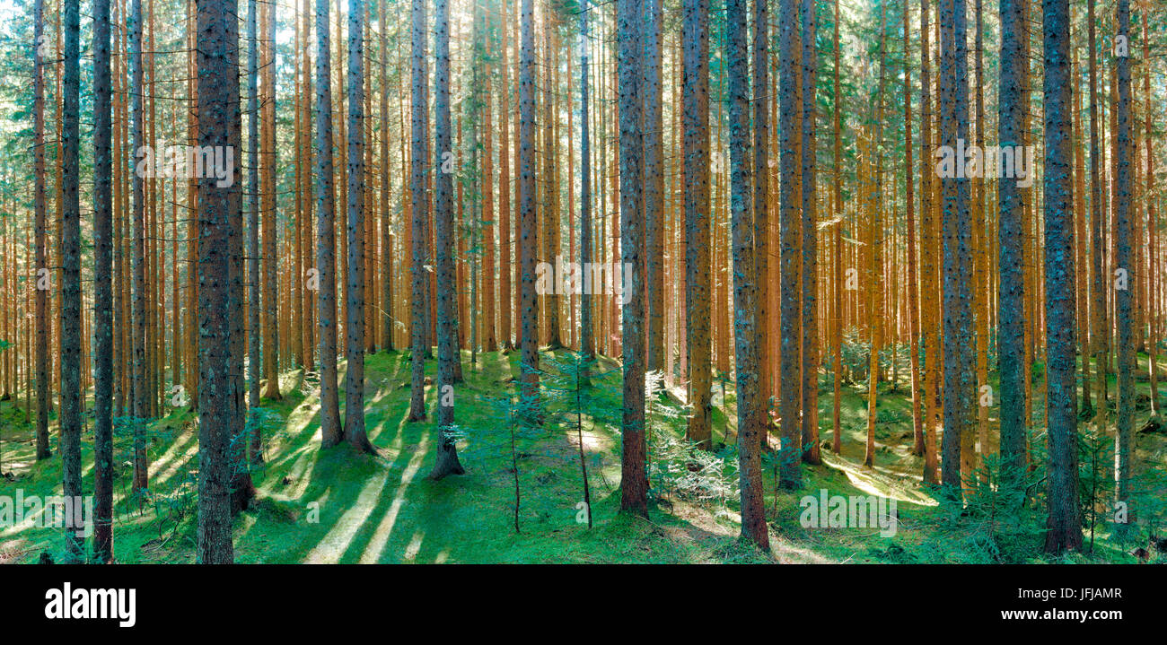 Somadida reservation, natural park, Auronzo, Cadore, Dolomites, Alps ...