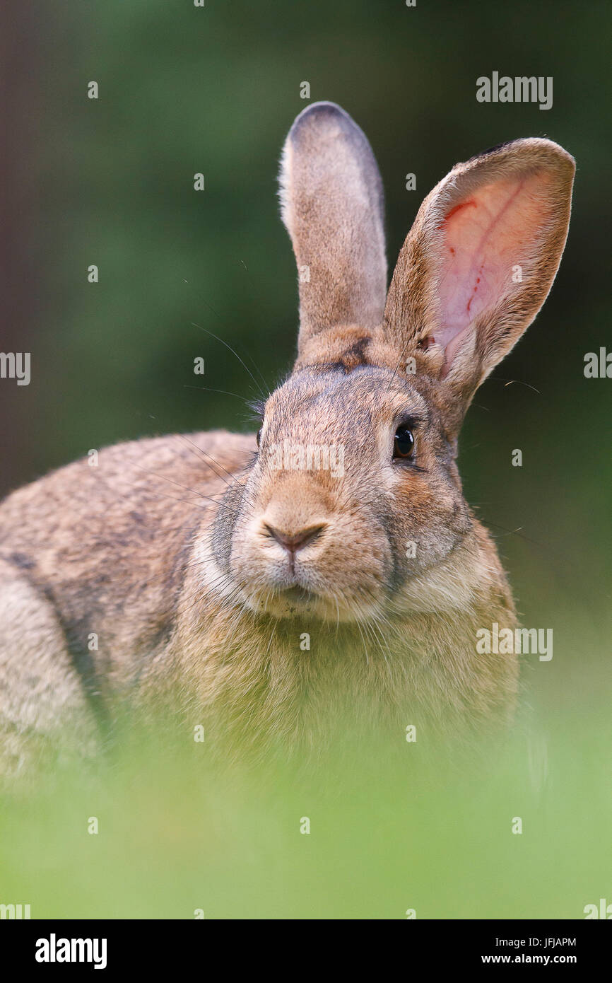 Brescia, Lombardy, Cottontails Stock Photo - Alamy