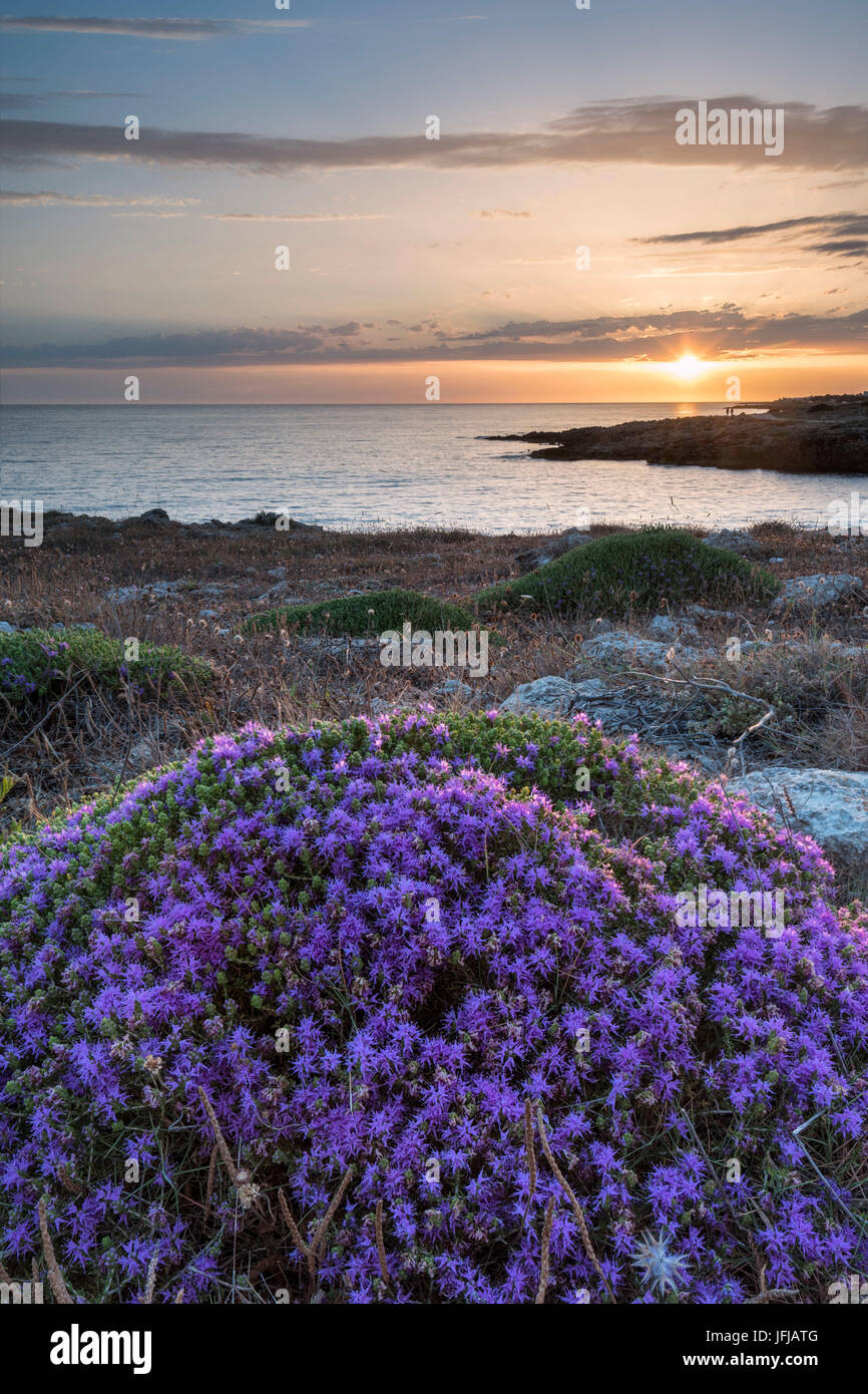 Thymus capitatus hi-res stock photography and images - Alamy