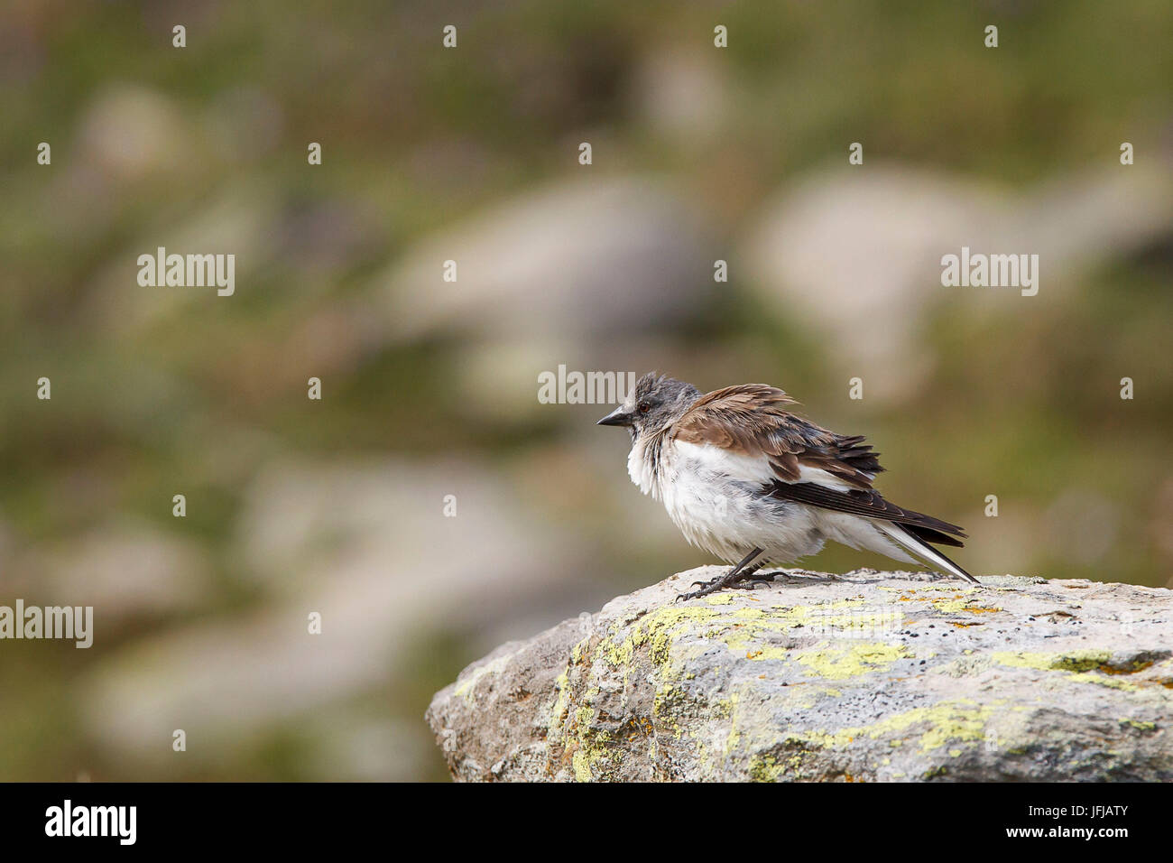 Italy snow finch hi-res stock photography and images - Alamy