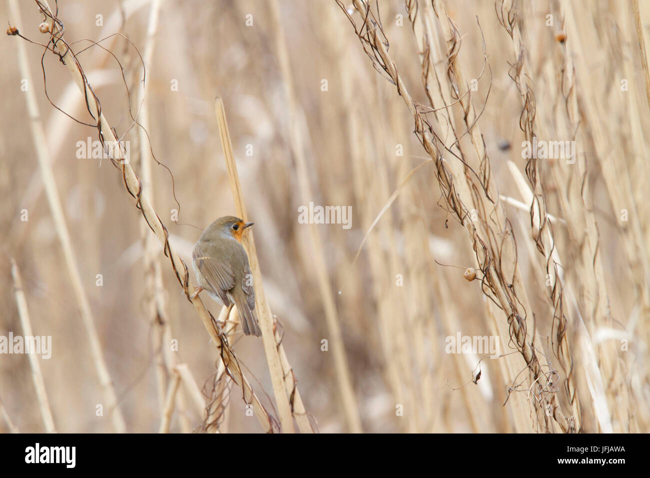 Robin fauna High Resolution Stock Photography and Images - Alamy