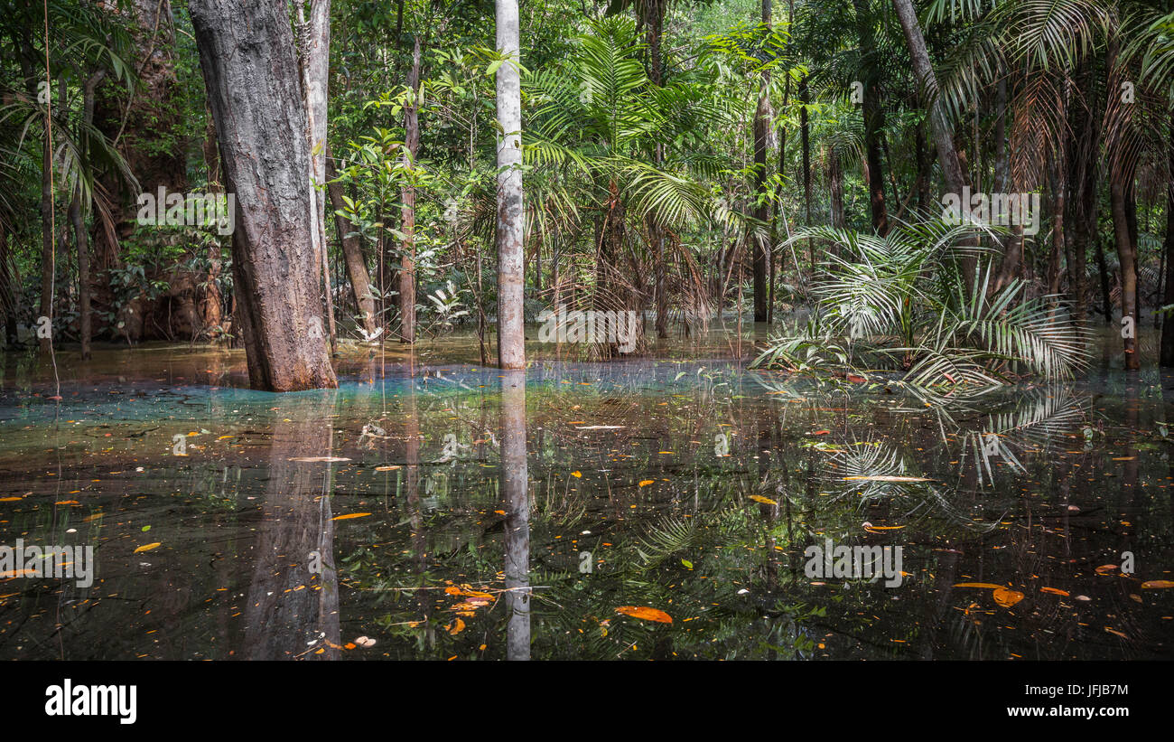 Flooded Forest
