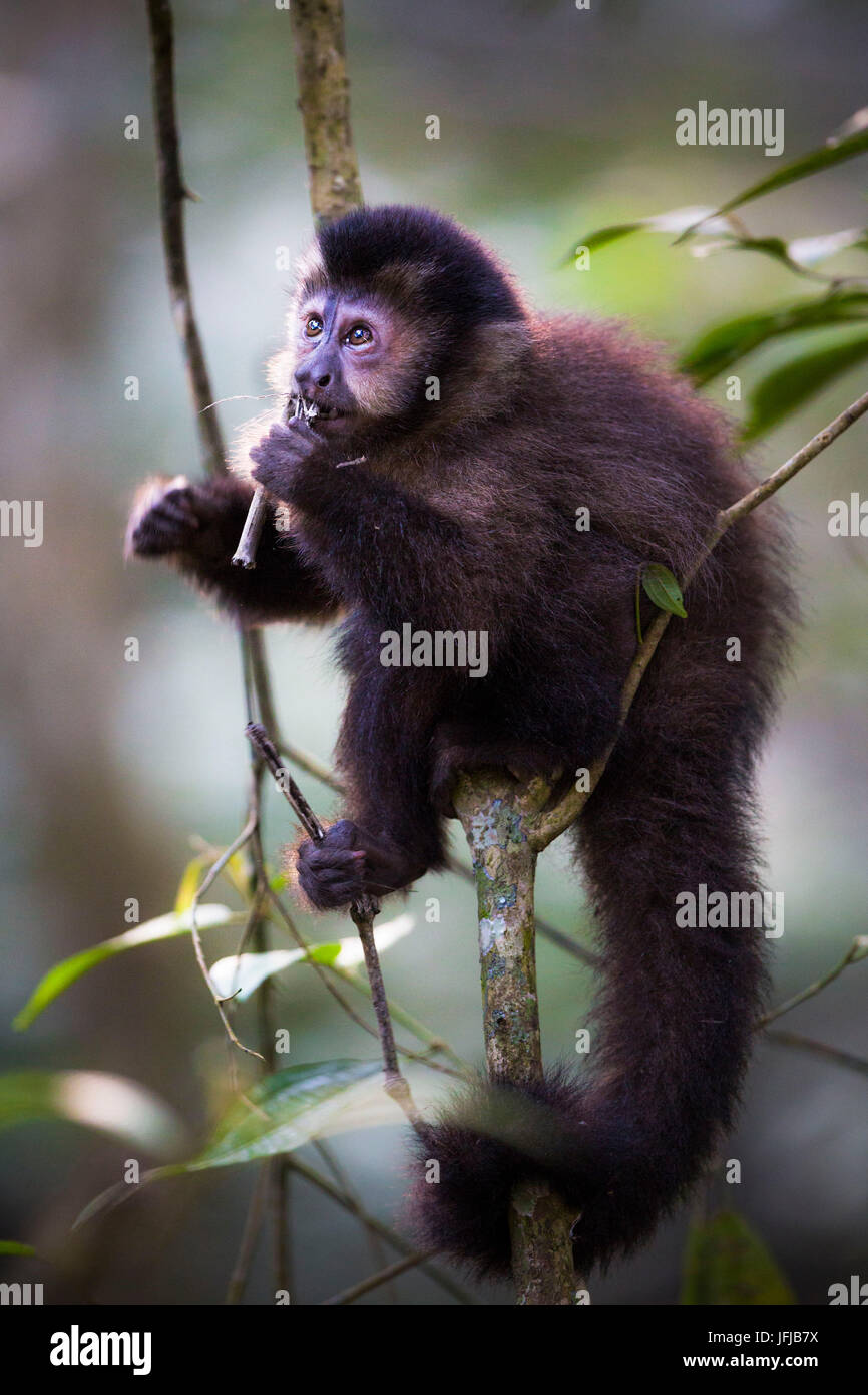 A capuchin monkey in Iguazù falls National Park, Northern Argentina ...