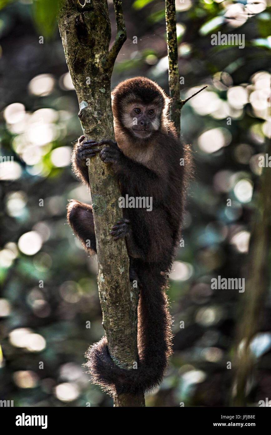 A capuchin monkey in Iguazù falls National Park, Northern Argentina ...