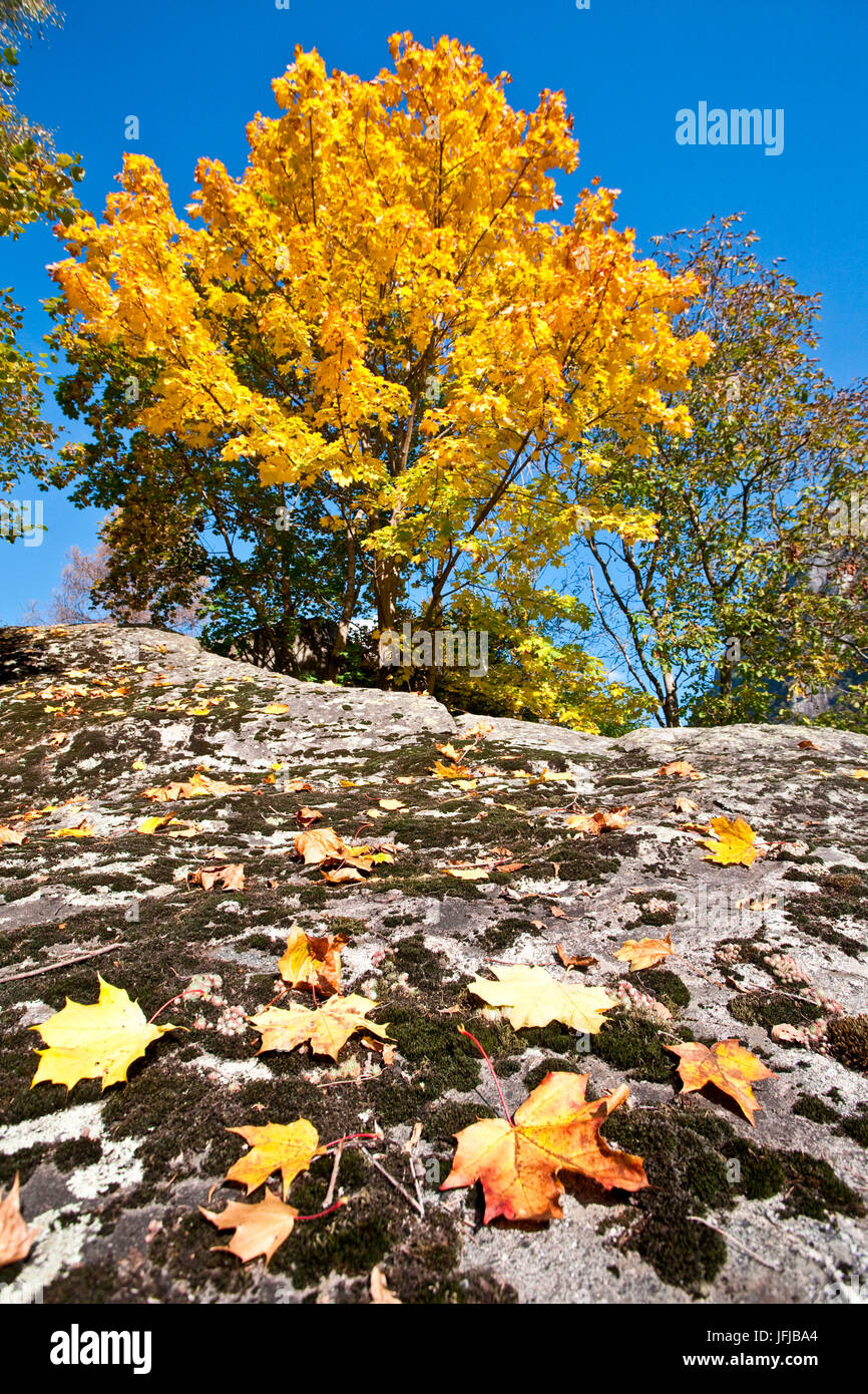Maple in autumn, with leaves on a rock, Valtellina, Lombardy, Italy ...