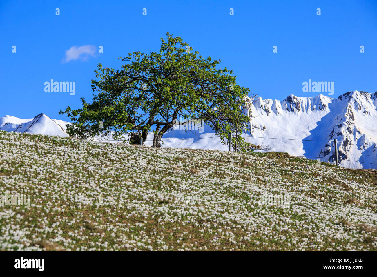 Surrounded by tree hi-res stock photography and images - Alamy