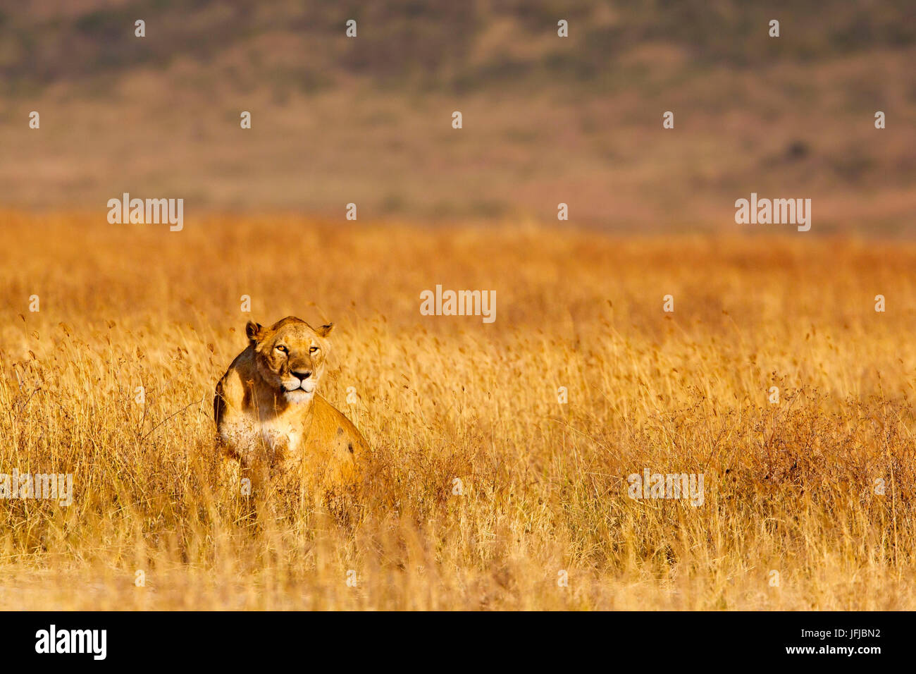 Lioness hunting hi-res stock photography and images - Alamy