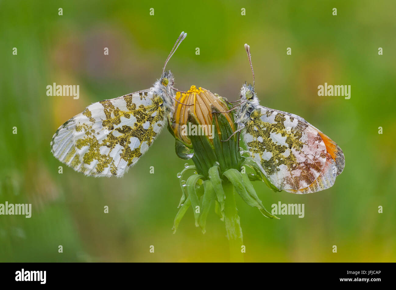 Butterfly, Trentino Alto-Adige, Italy Stock Photo - Alamy