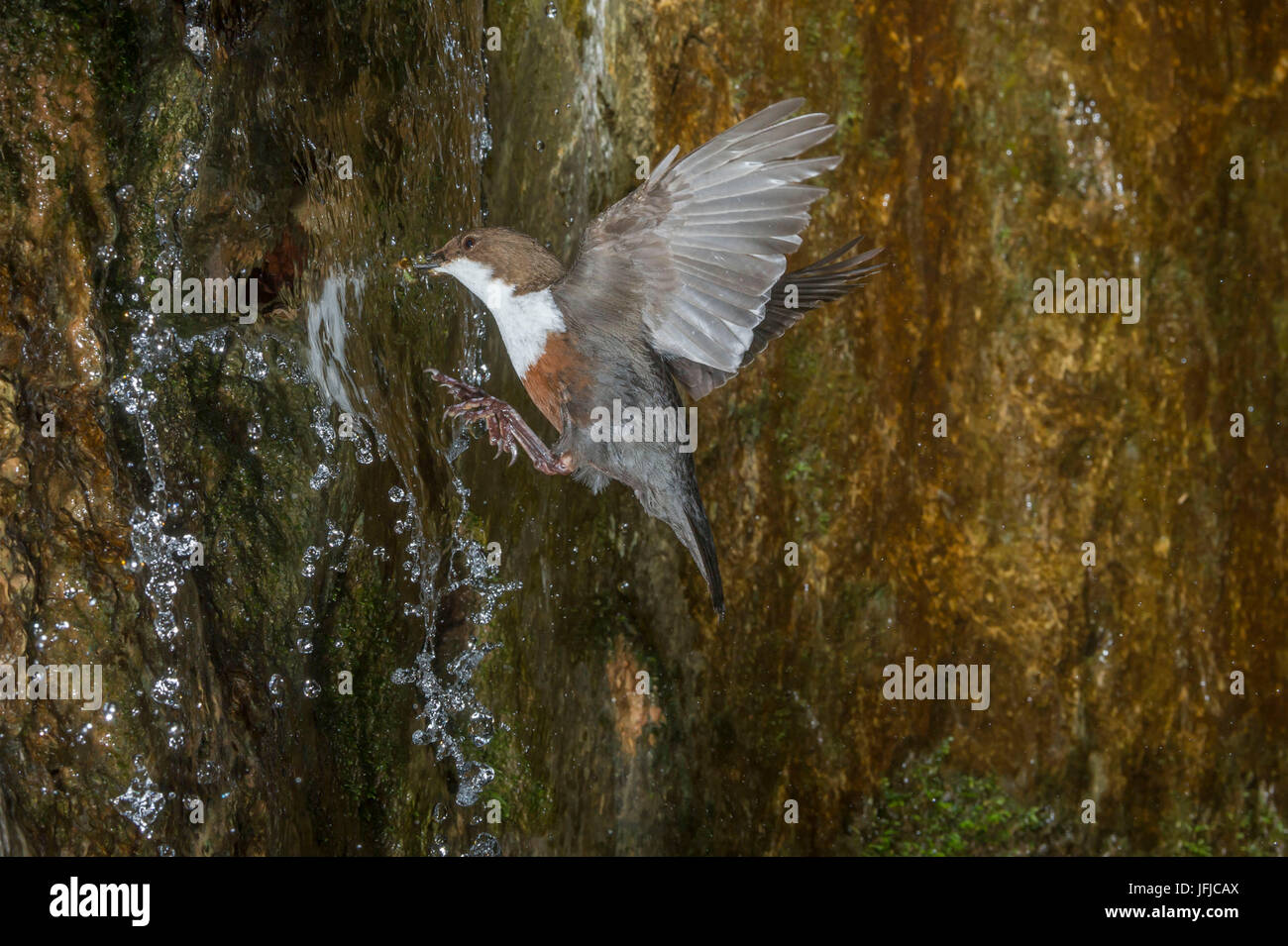 white-throated dipper in flight, Trentino Alto-Adige, Italy Stock Photo ...