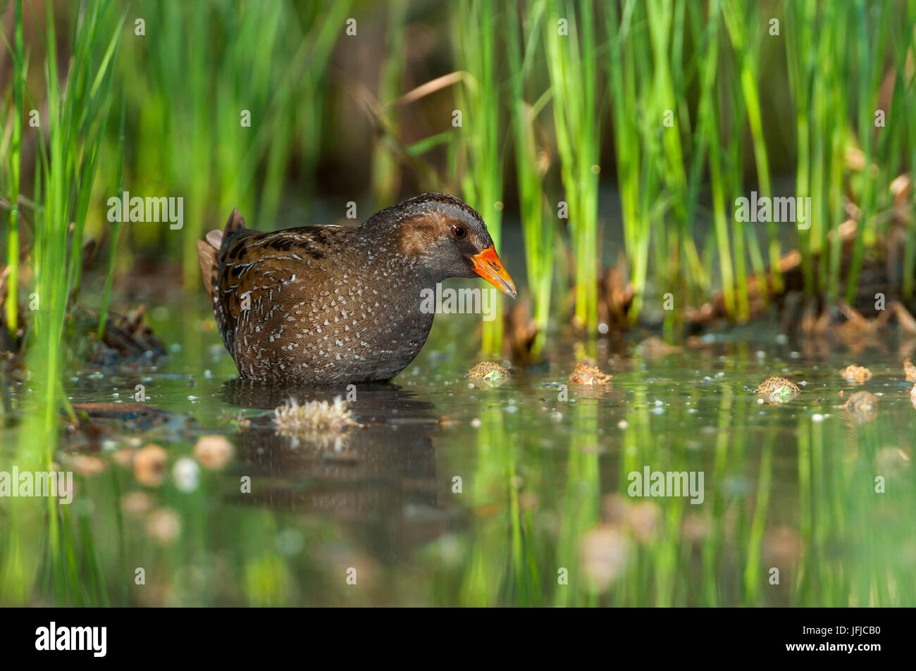 Spotted crake hi-res stock photography and images - Alamy