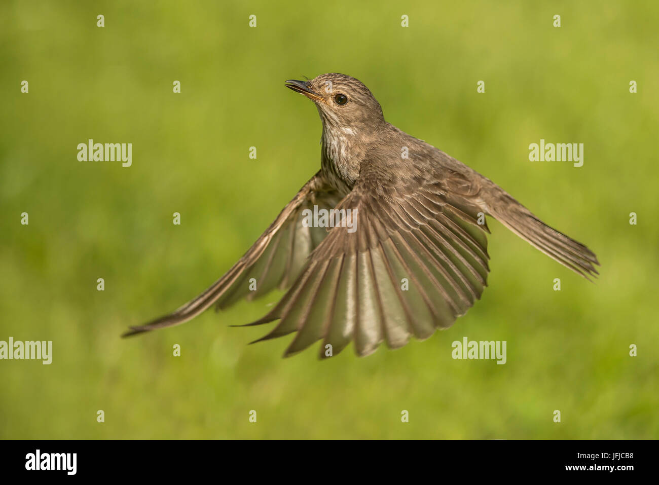 flycatcher in flight, Trentino Alto-Adige, Italy Stock Photo - Alamy