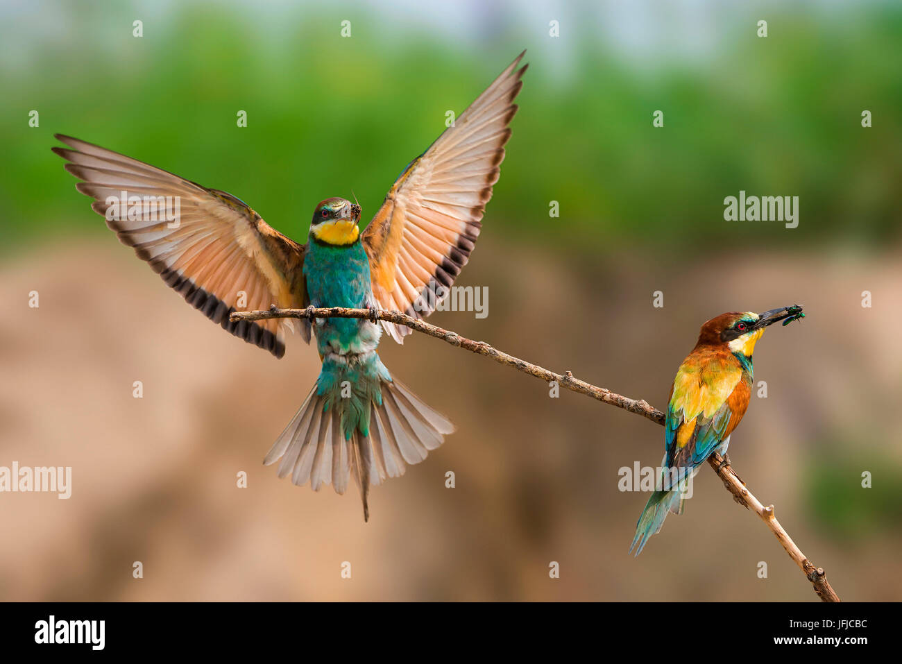 Bee eater in flight hi-res stock photography and images - Alamy