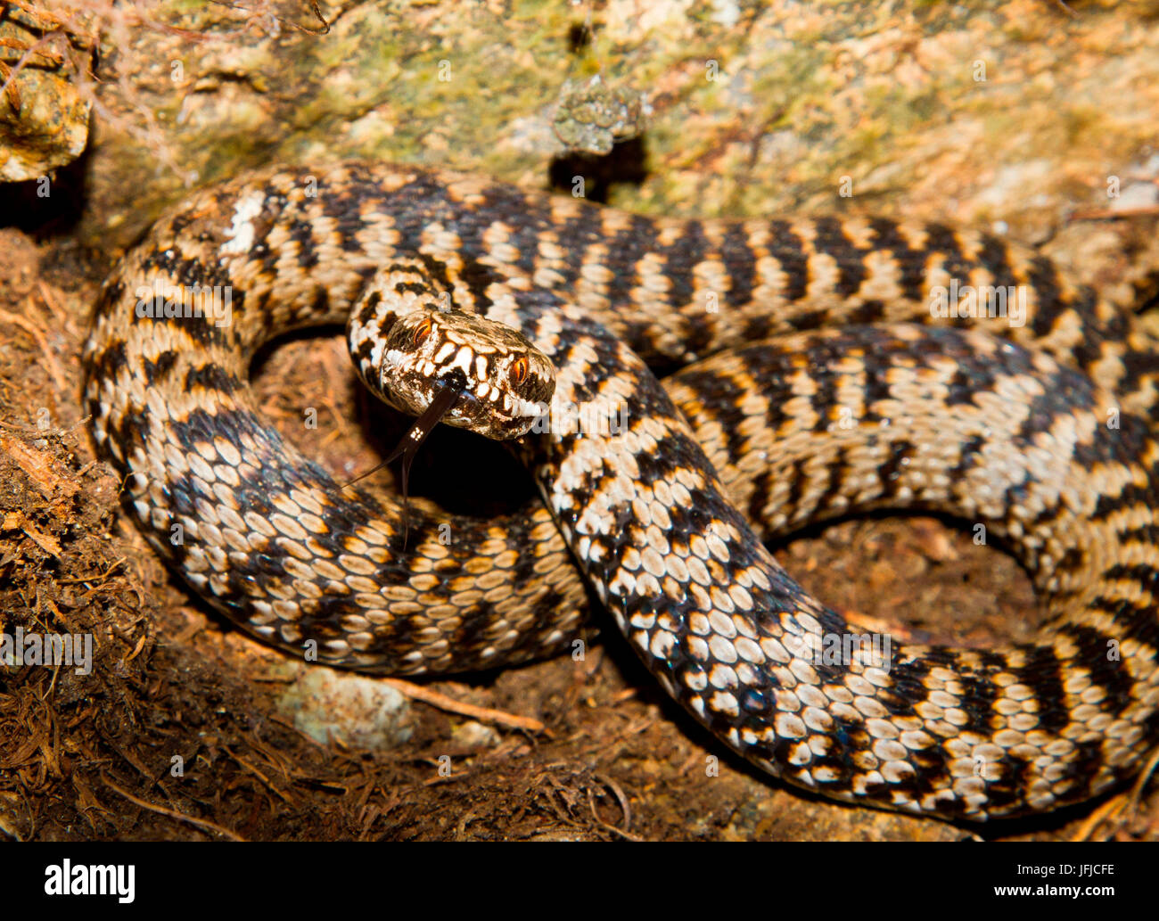 viper - Lombardy - Italy Stock Photo - Alamy