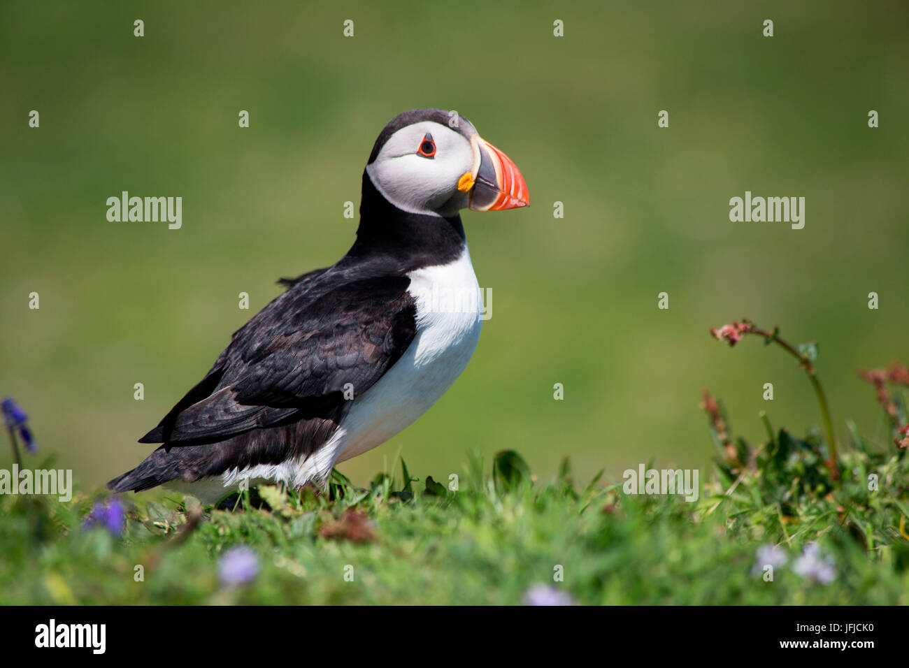 Europe, United Kingdom, Scotland, Puffin Stock Photo - Alamy