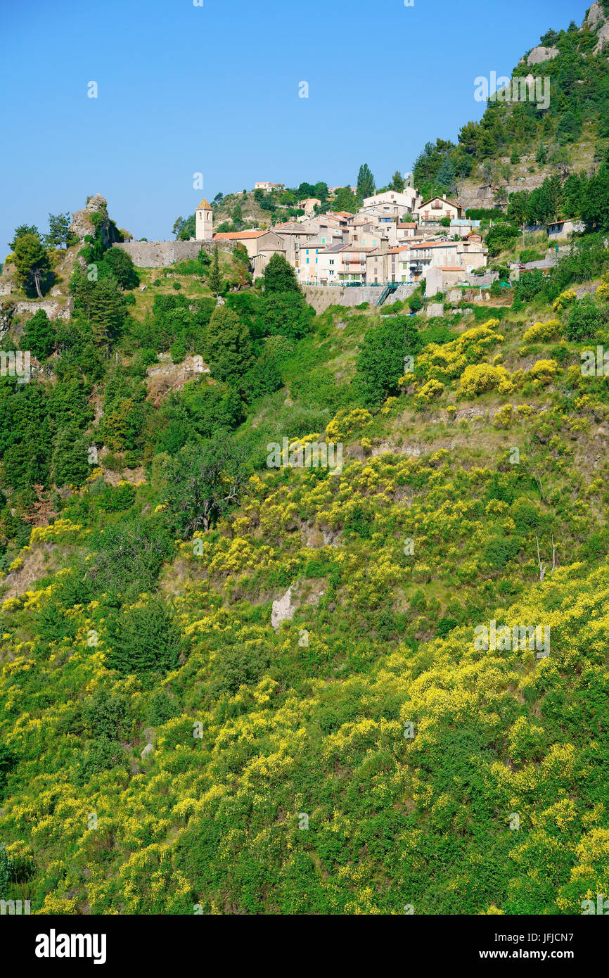 Springtime with brooms in bloom near a medieval hilltop village. Toudon ...