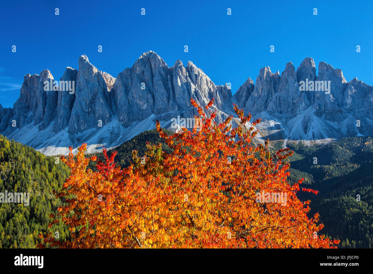 Italy the odle group and the colors of autumn hi-res stock photography ...