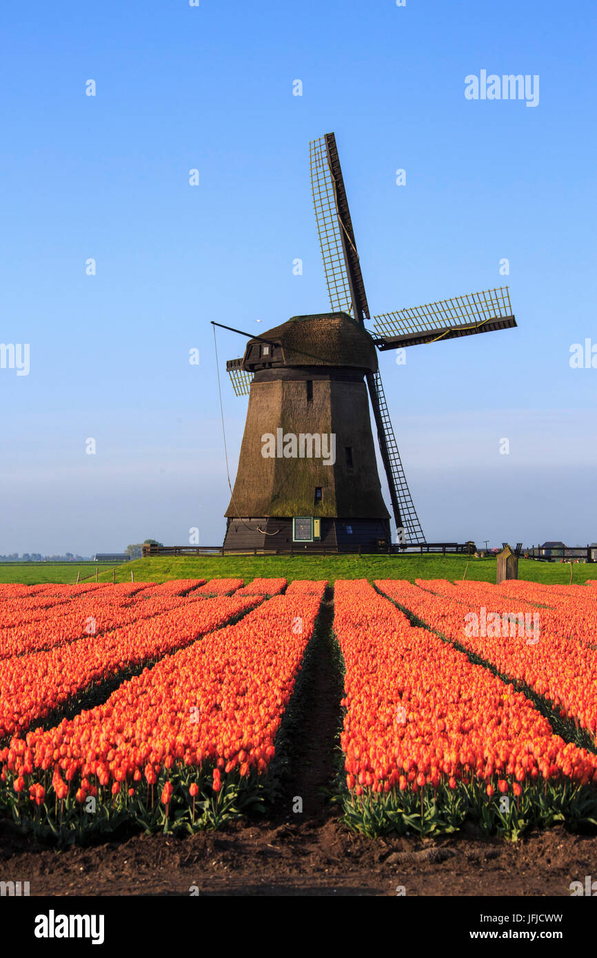 Netherlands windmill tulip hi-res stock photography and images - Alamy