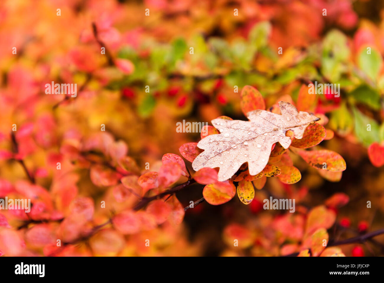 Red and yellow oak tree leaves falling down on earth in autumn. Outdoor ...