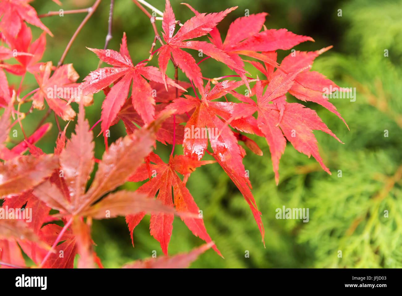 Red and yellow tree leaves falling down on earth in autumn. Outdoor ...