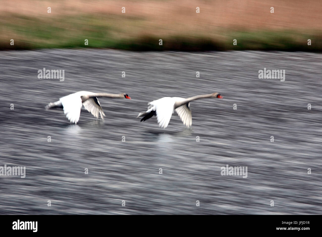 Spagna fauna hi-res stock photography and images - Alamy