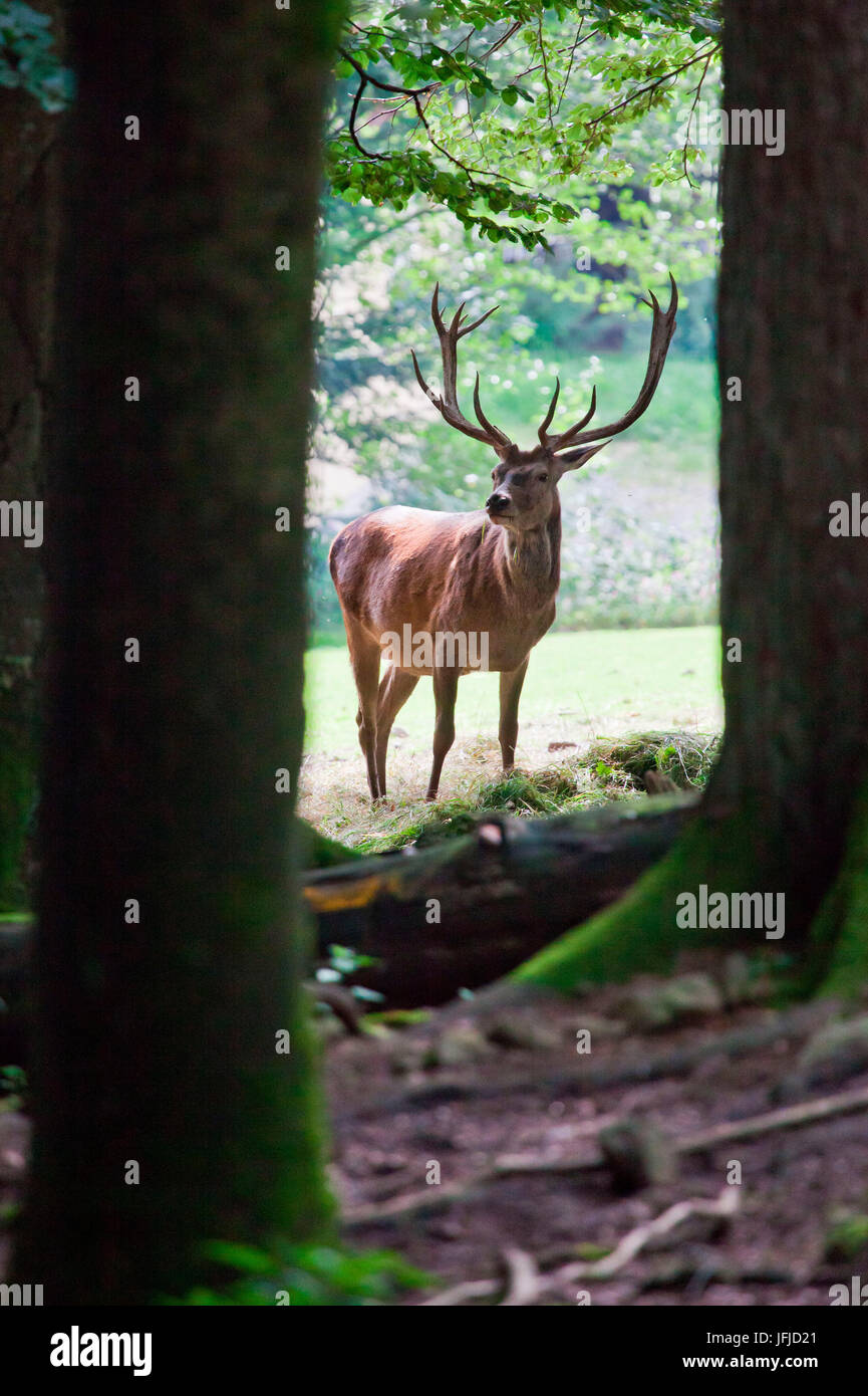 Adult male deer hi-res stock photography and images - Alamy