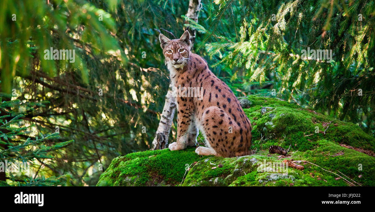 The European lynx wild cat of the Alps, Germany Europe Stock Photo - Alamy