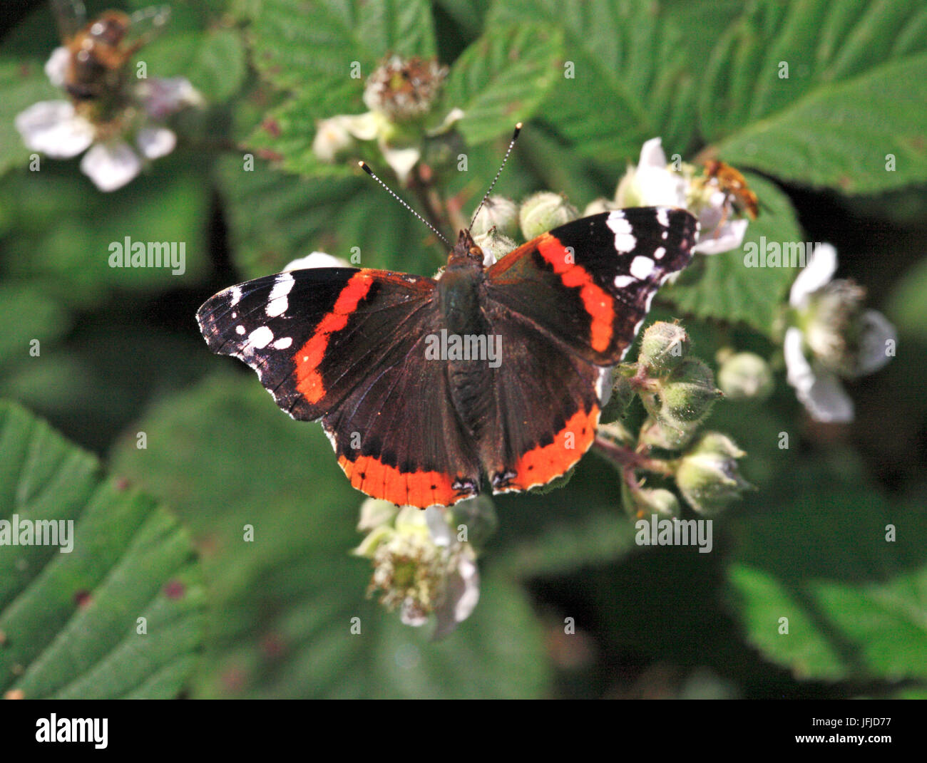 A Red Admiral butterfly, Vanessa atalanta, nectaring on bramble Stock ...