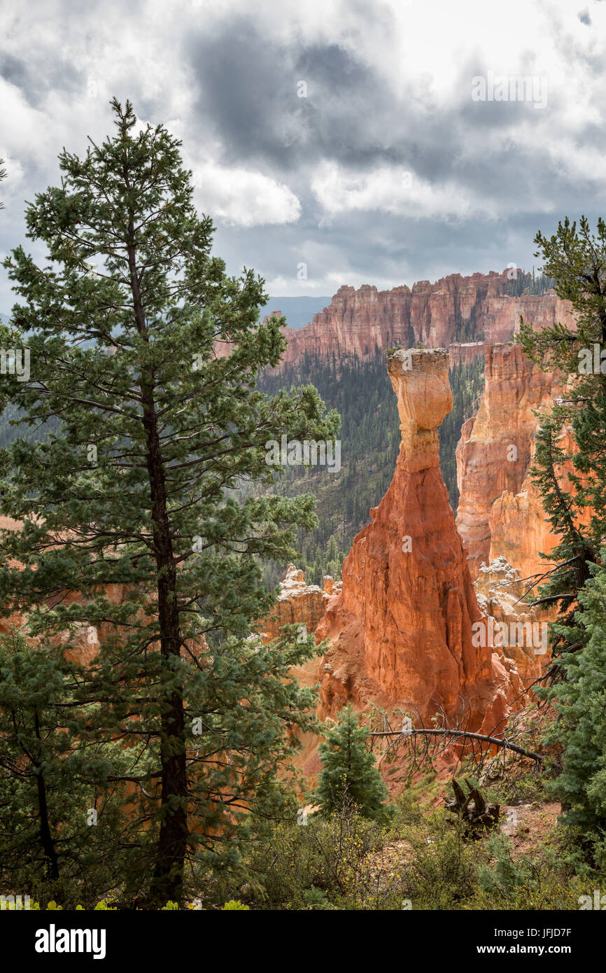 Black Birch Canyon, Bryce Canyon National Park, Garfield County, Utah ...