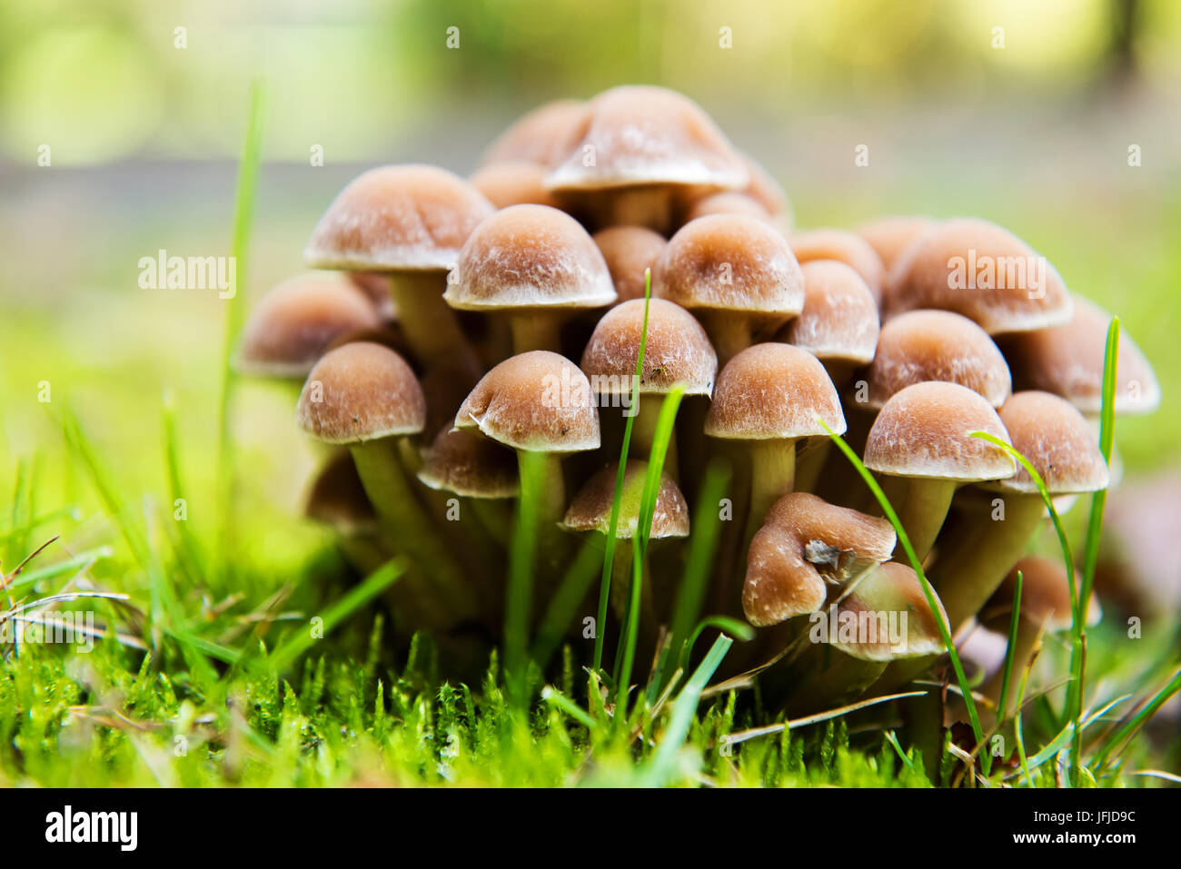 Mushrooms Fresh Nature Photography Mushrooms, Small Mushrooms, Brown,