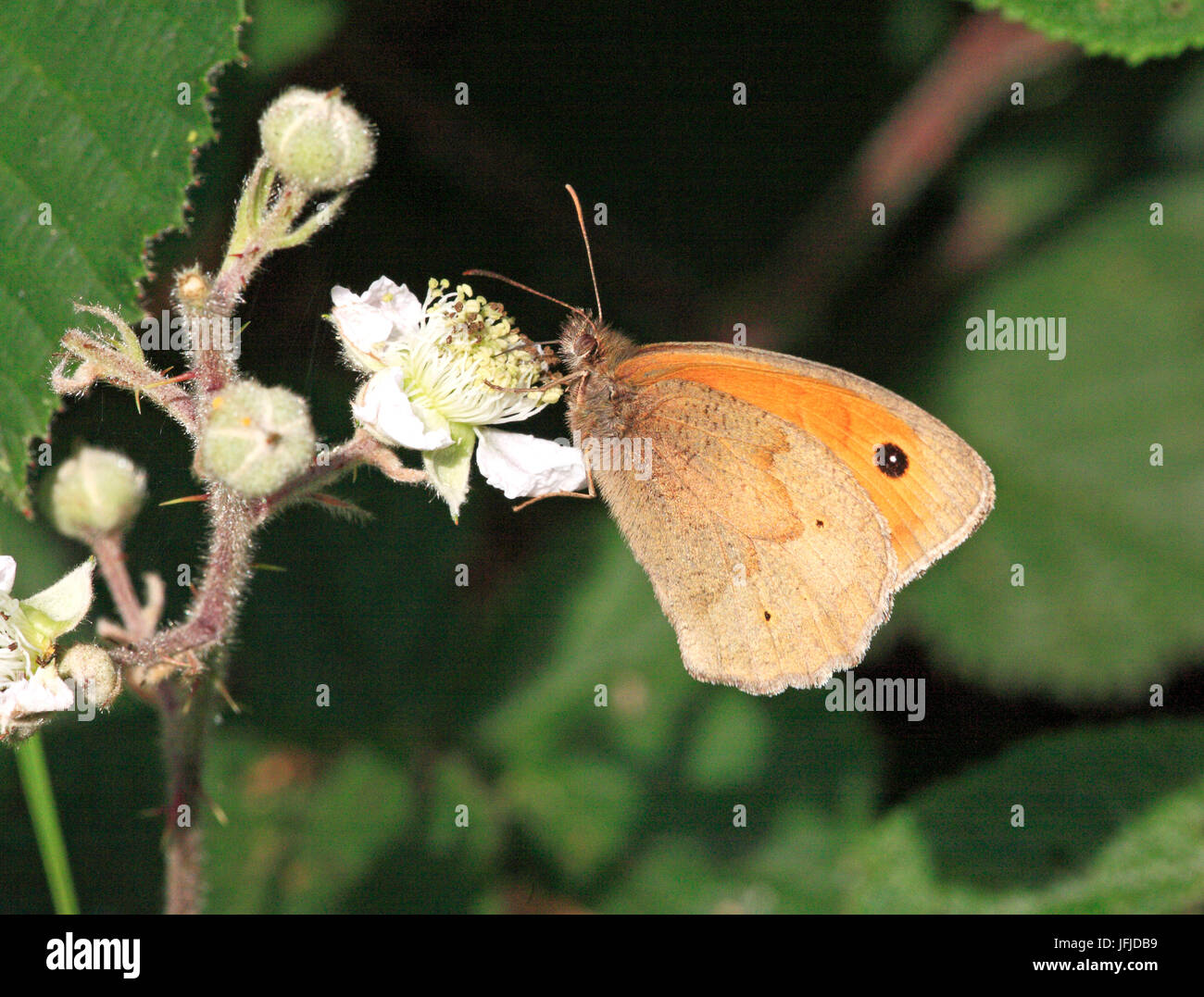 A Meadow Brown butterfly, Maniola jurtina, nectaring on bramble Stock ...