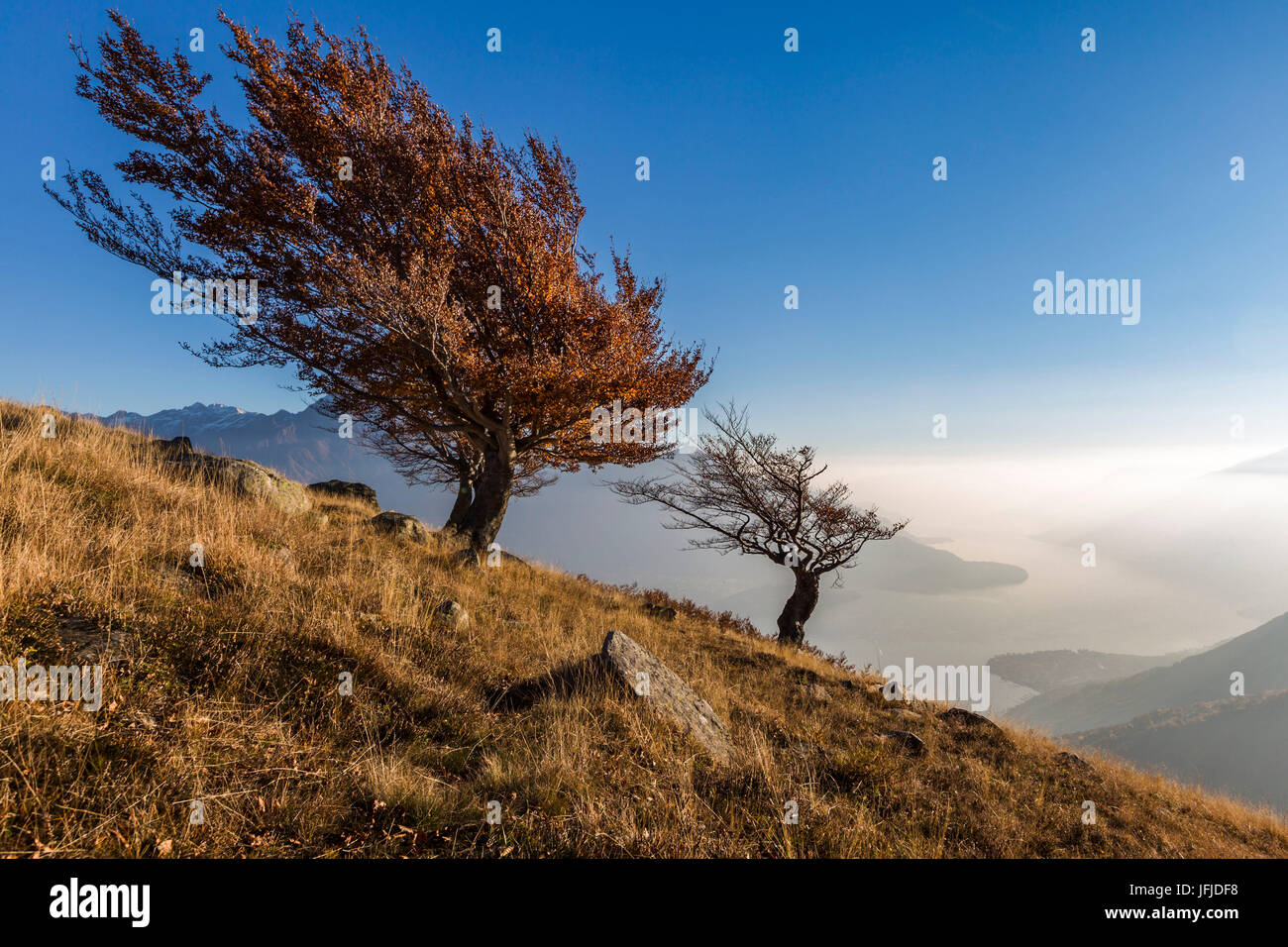 Beech trees with Lake Como on the background, Alto Lario, Como ...
