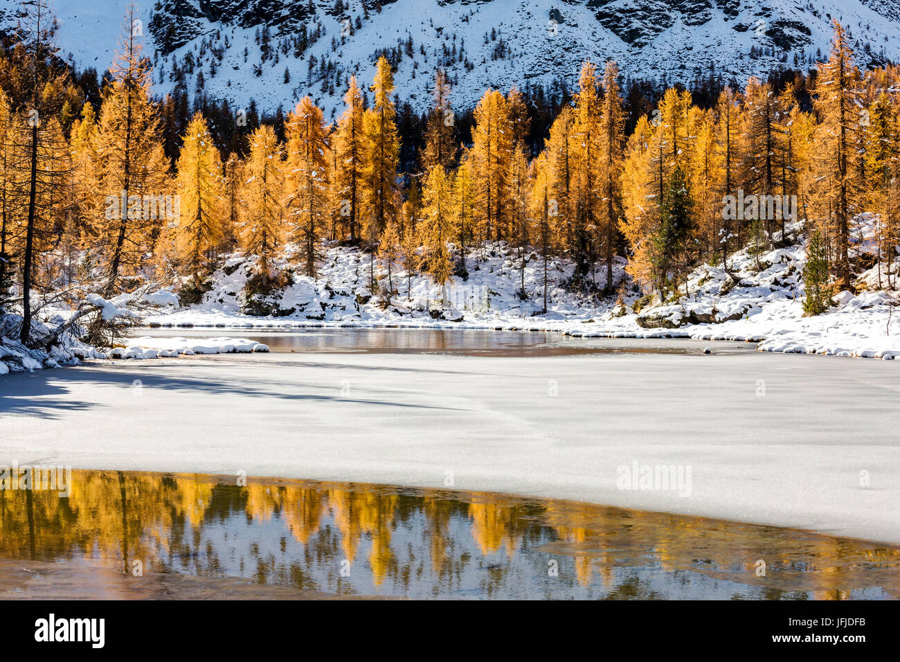 Larches reflections on the iced waters of Mufule Lake, Valmalenco ...
