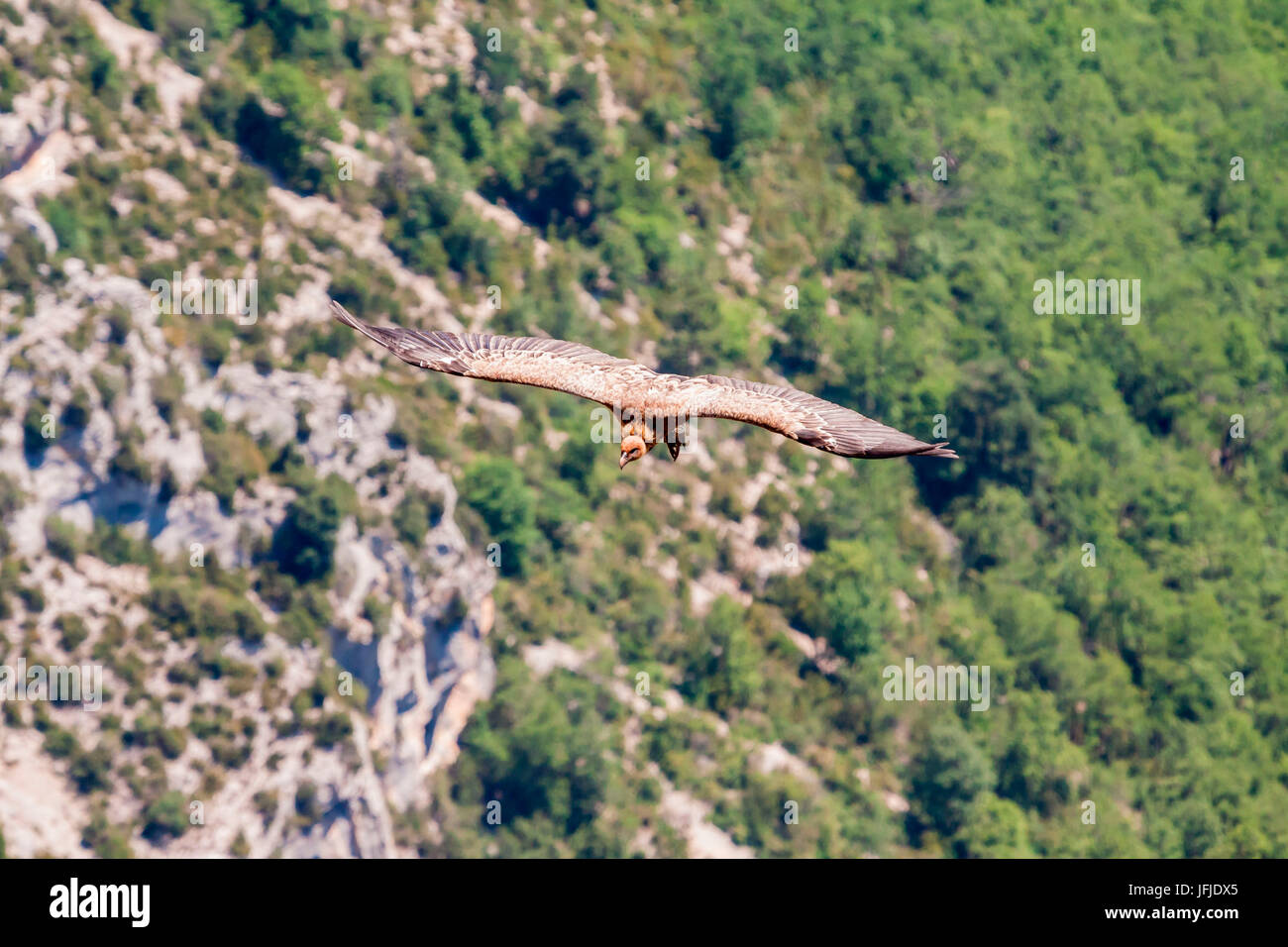 Griffon over Gorges du Verdon, Provence-Alpes-Cote d'Azur, France Stock ...