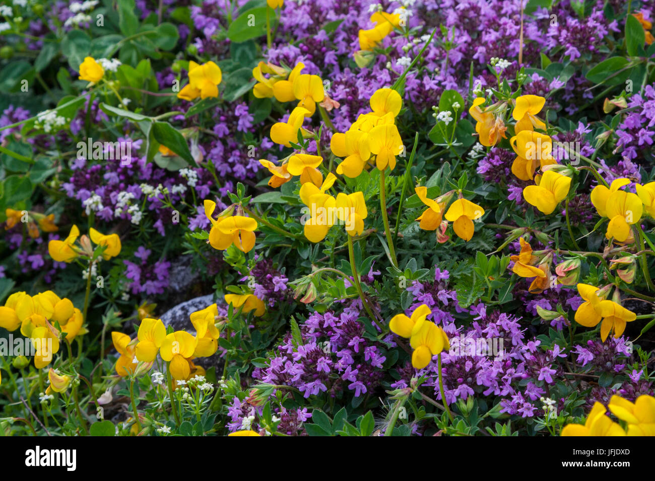 Orobic alps, Lombardy, Italy, Pansy alpine flowering Stock Photo - Alamy