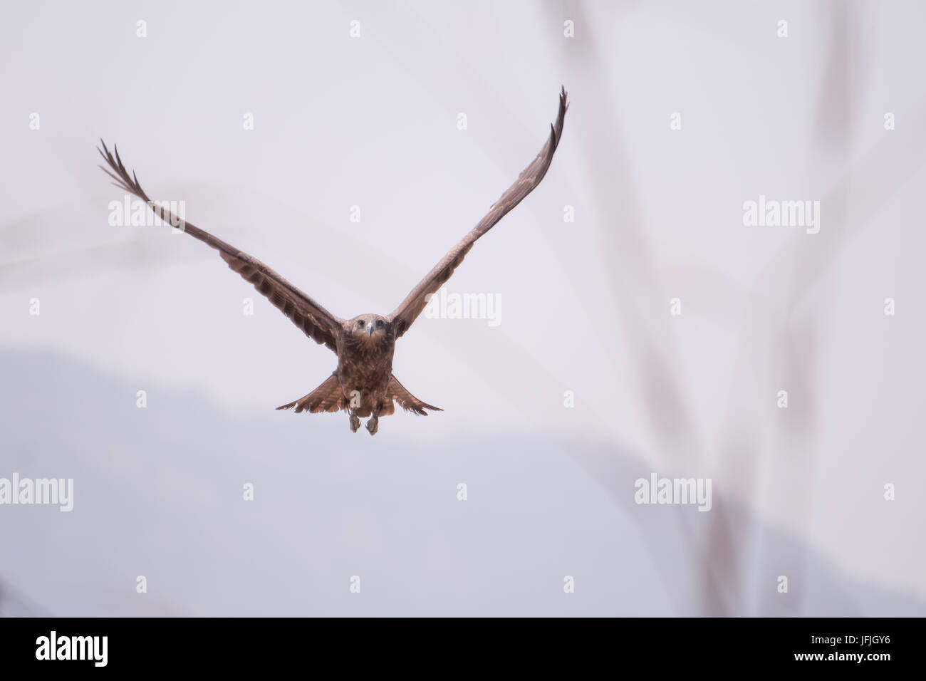 Eagle flying india hi-res stock photography and images - Alamy