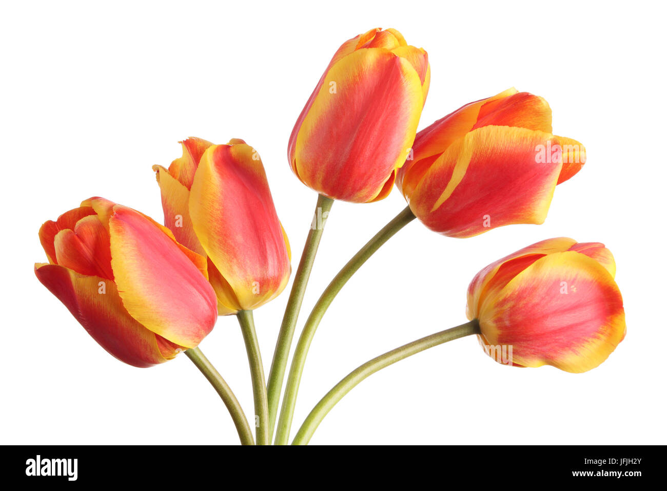 Five tulip flowers Stock Photo - Alamy
