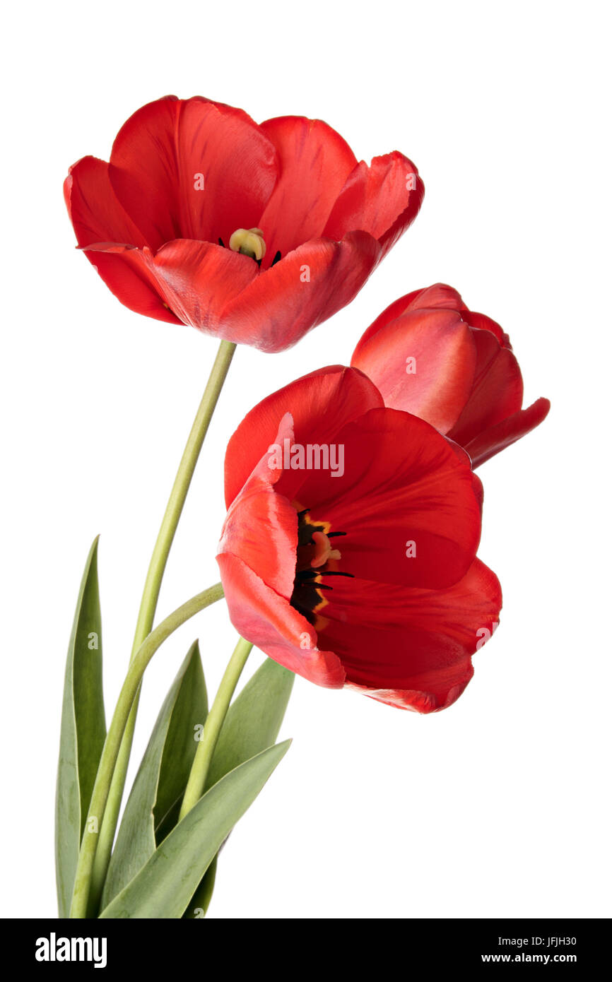 Three red spring flowers isolated on a white background Stock Photo - Alamy