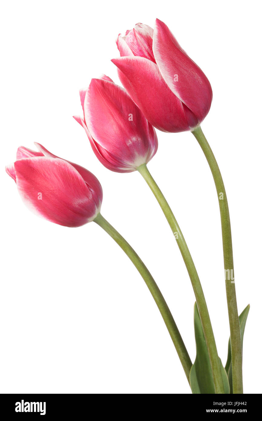 Tulip three flowers Cut Out Stock Images & Pictures - Alamy