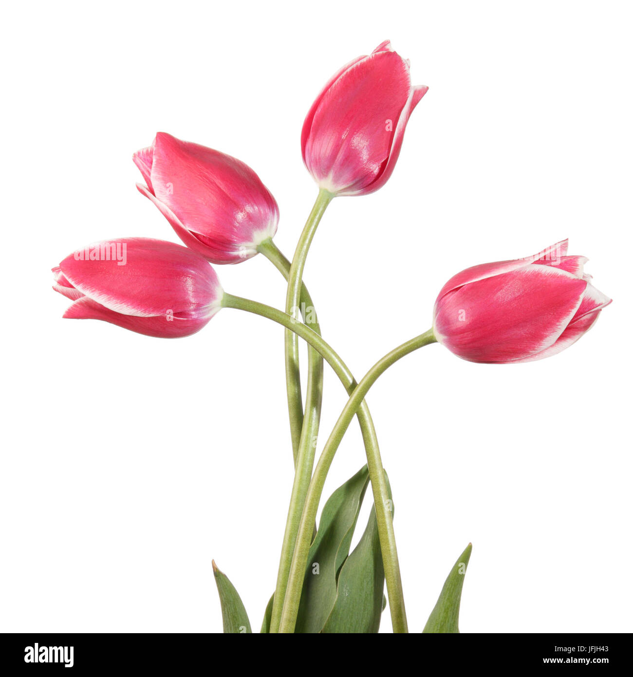 Four tulip flowers Stock Photo - Alamy