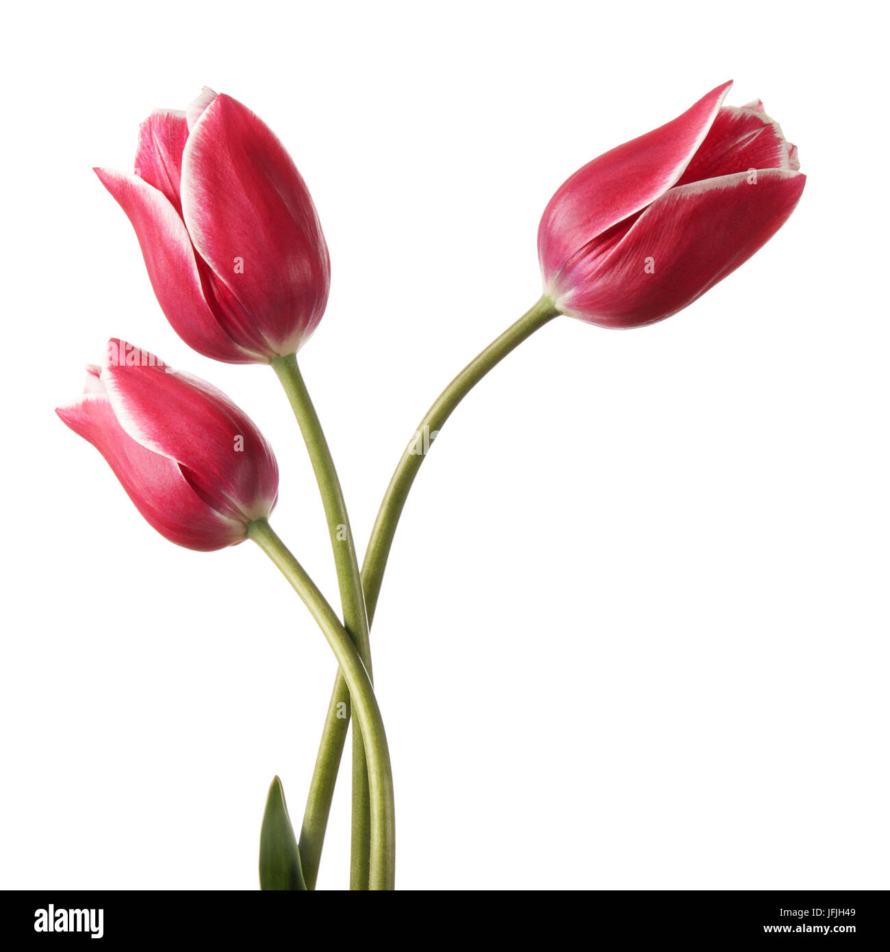 Spring summer flower composition Cut Out Stock Images & Pictures - Alamy