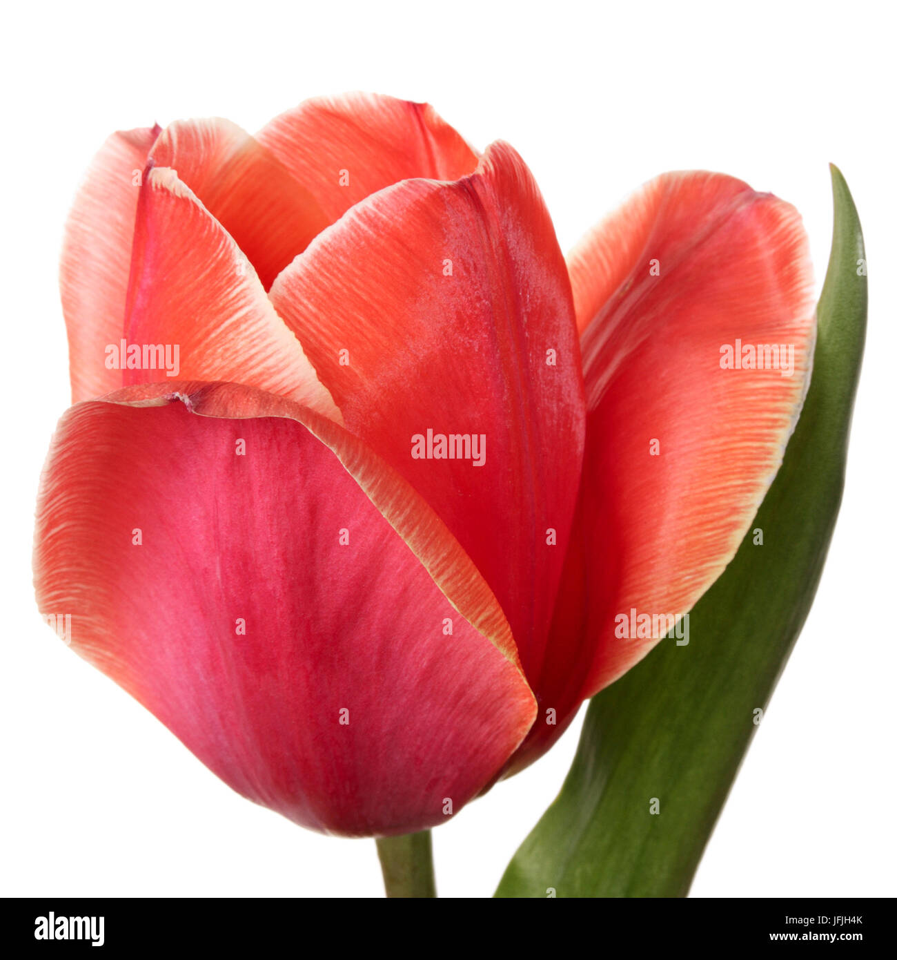 Close-up single pink tulip flower isolated on a white background Stock ...