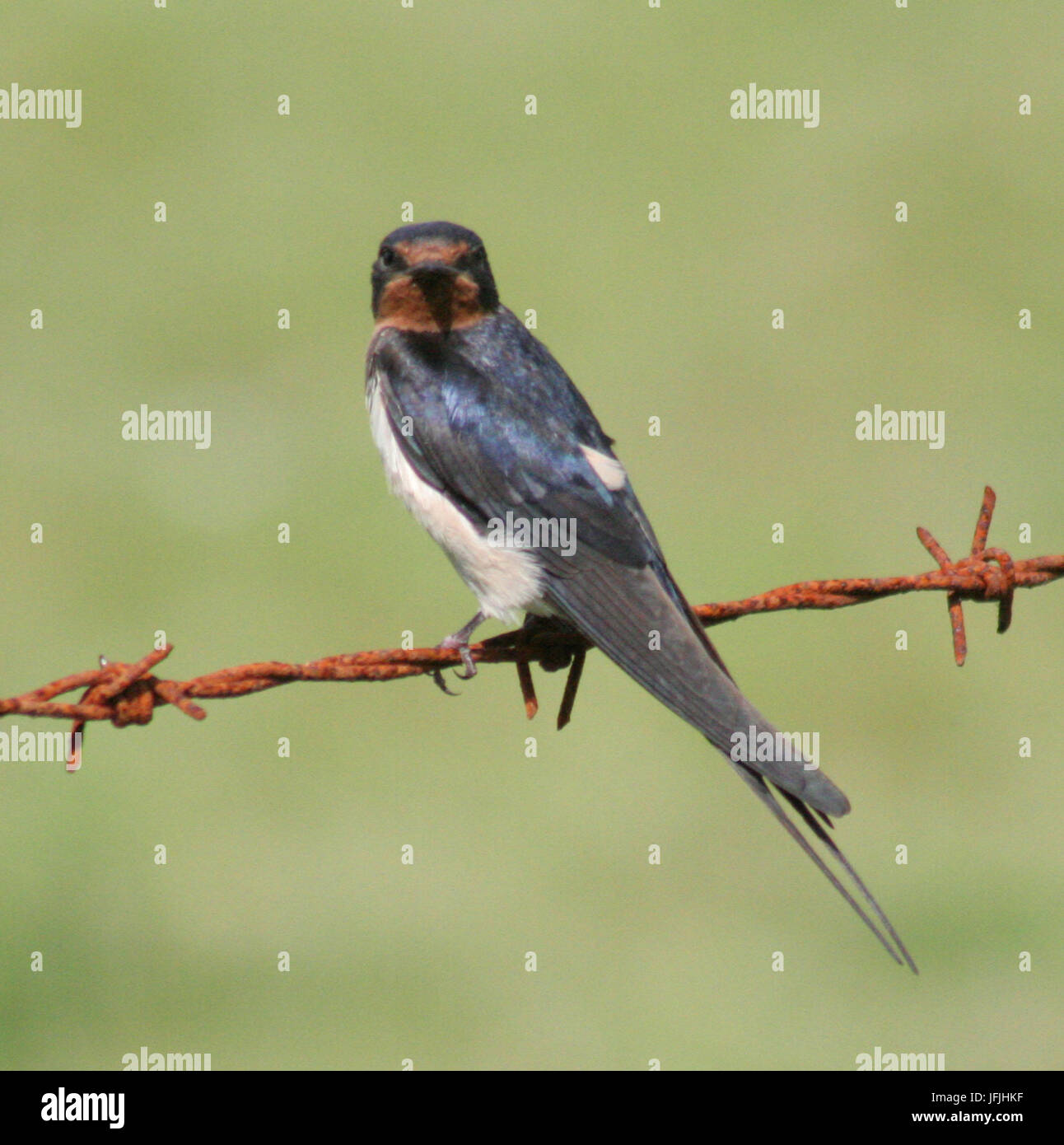 Aia en hi-res stock photography and images - Alamy