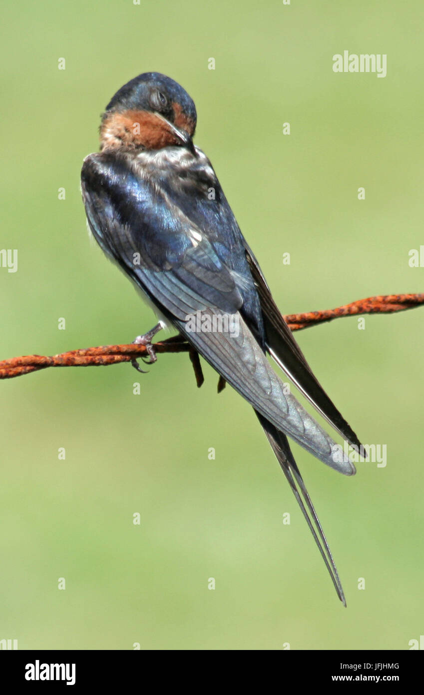 Oiseaux vogels hi-res stock photography and images - Alamy