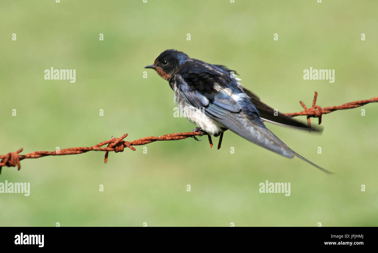 Oiseaux vogels hi-res stock photography and images - Alamy