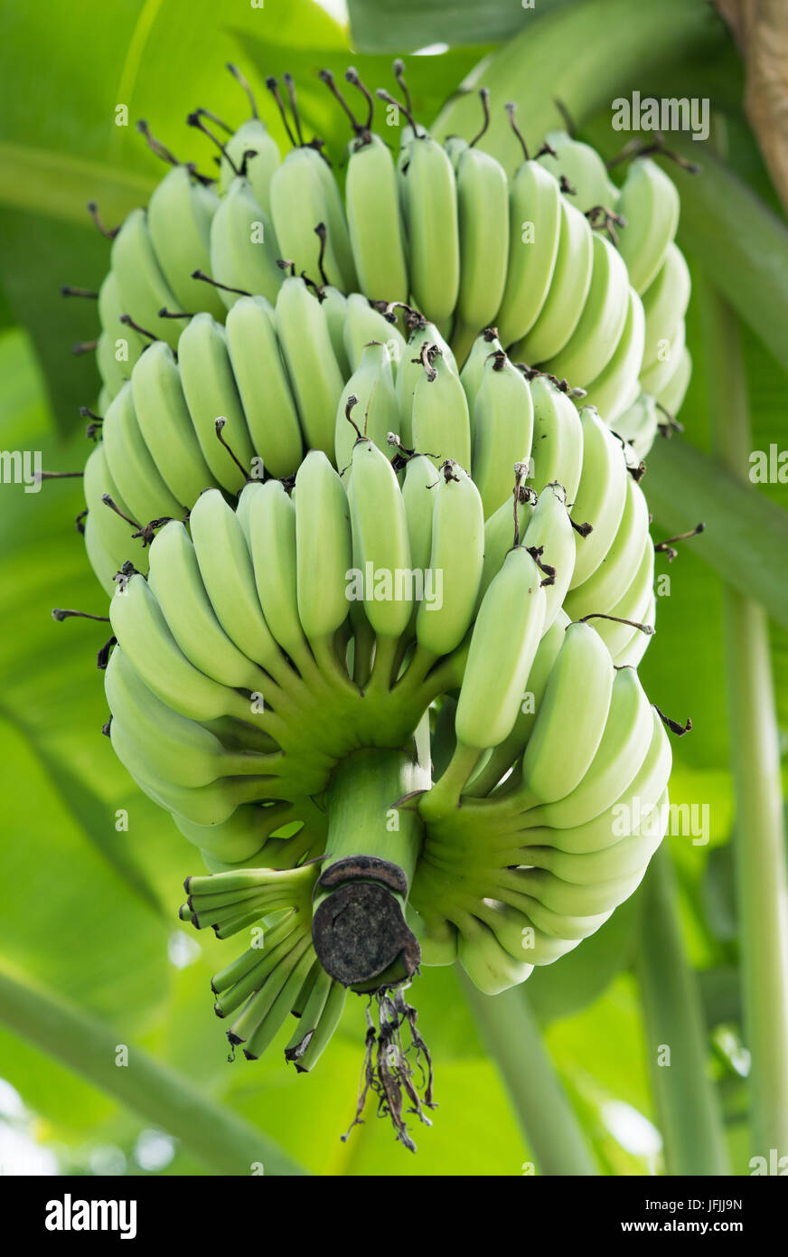 Unripe bananas in jungle close hi-res stock photography and images - Alamy