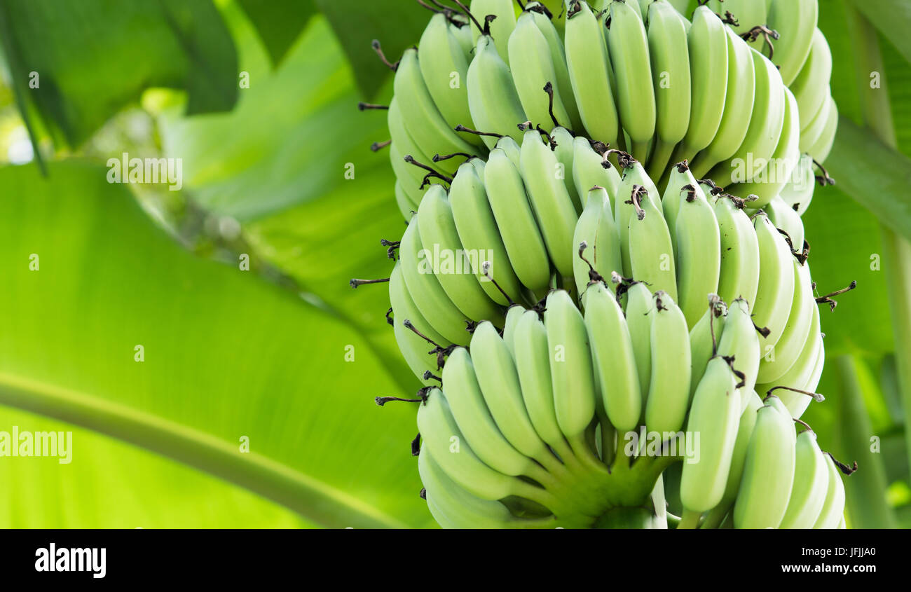 Closeup bottom view of unripe green bananas in the jungle Stock Photo ...