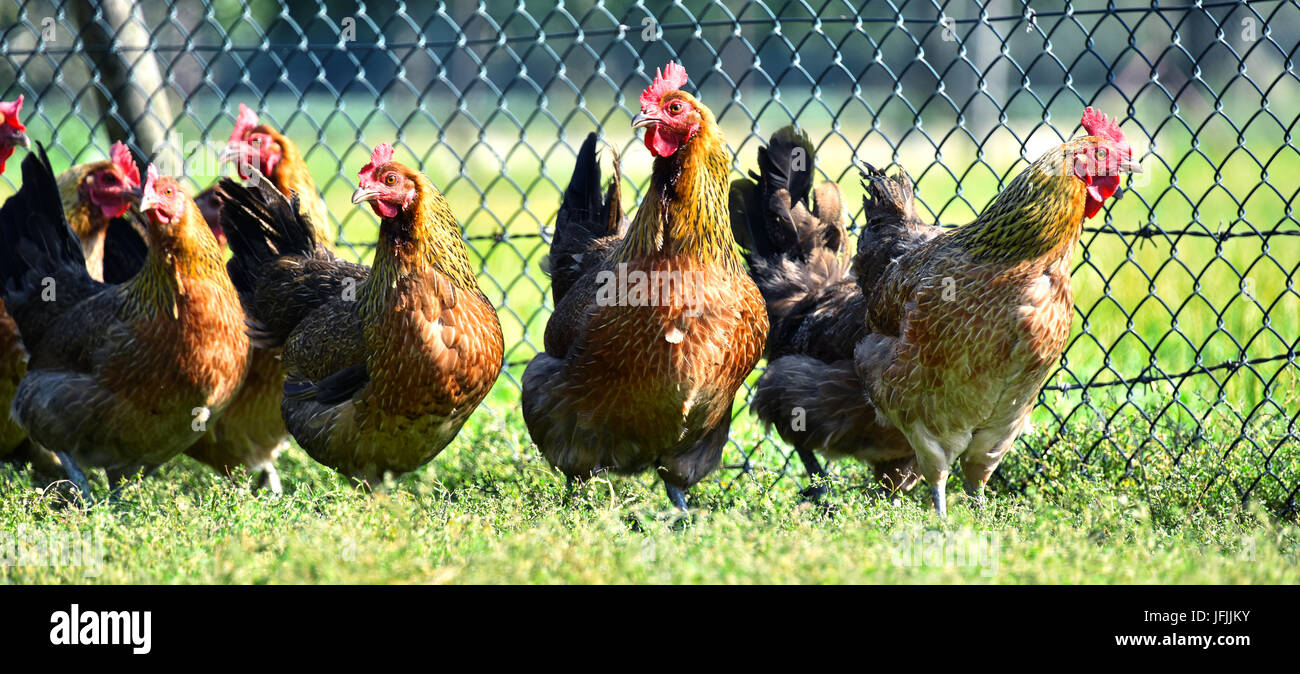 Chickens on traditional free range poultry farm Stock Photo - Alamy