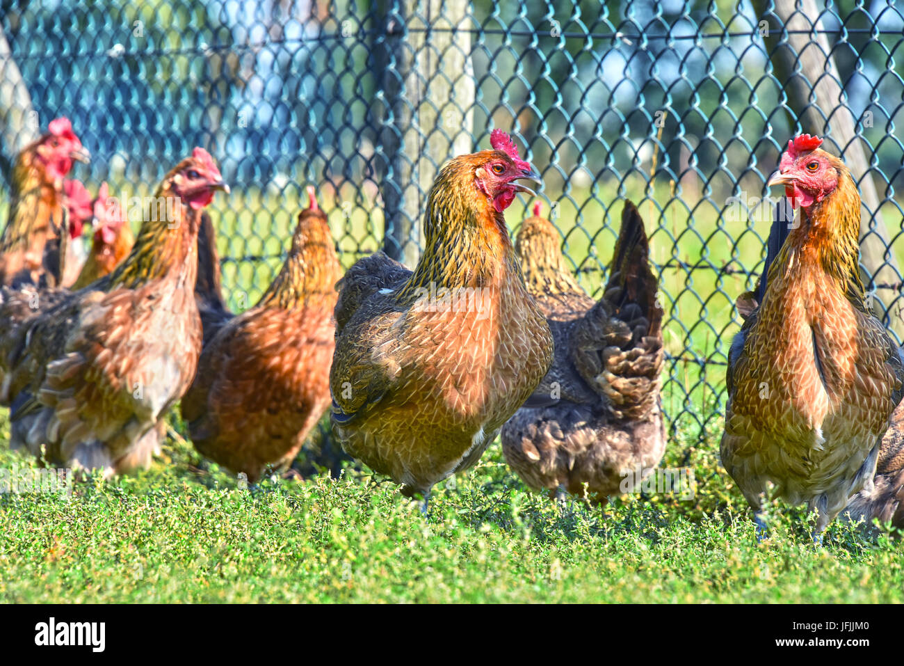 Chickens on traditional free range poultry farm Stock Photo - Alamy