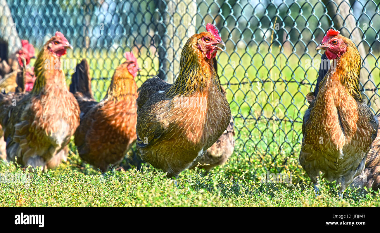 Chickens on traditional free range poultry farm Stock Photo - Alamy