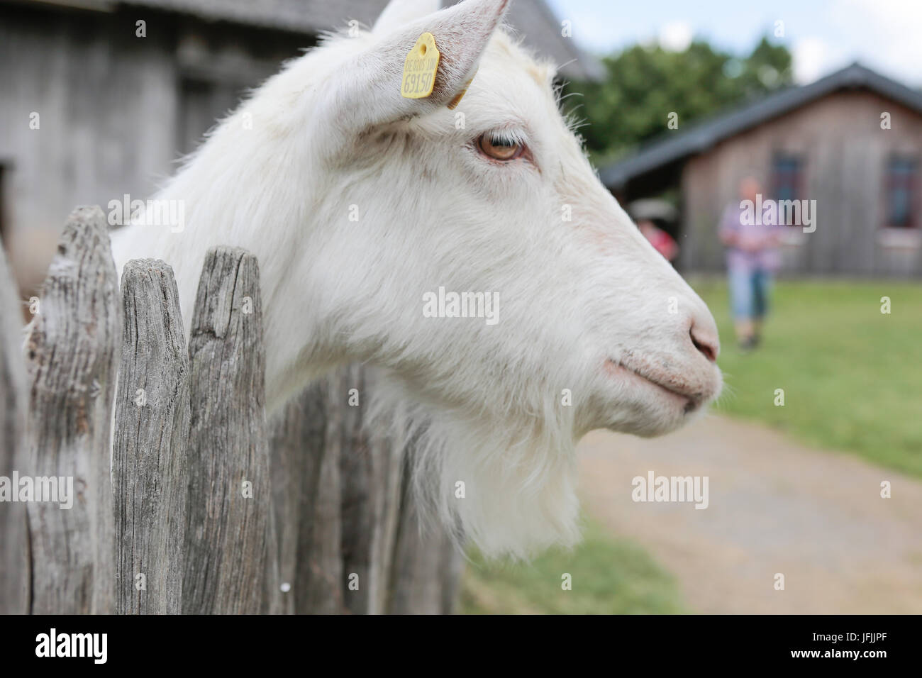 Capra aegagrus hircus Stock Photo - Alamy